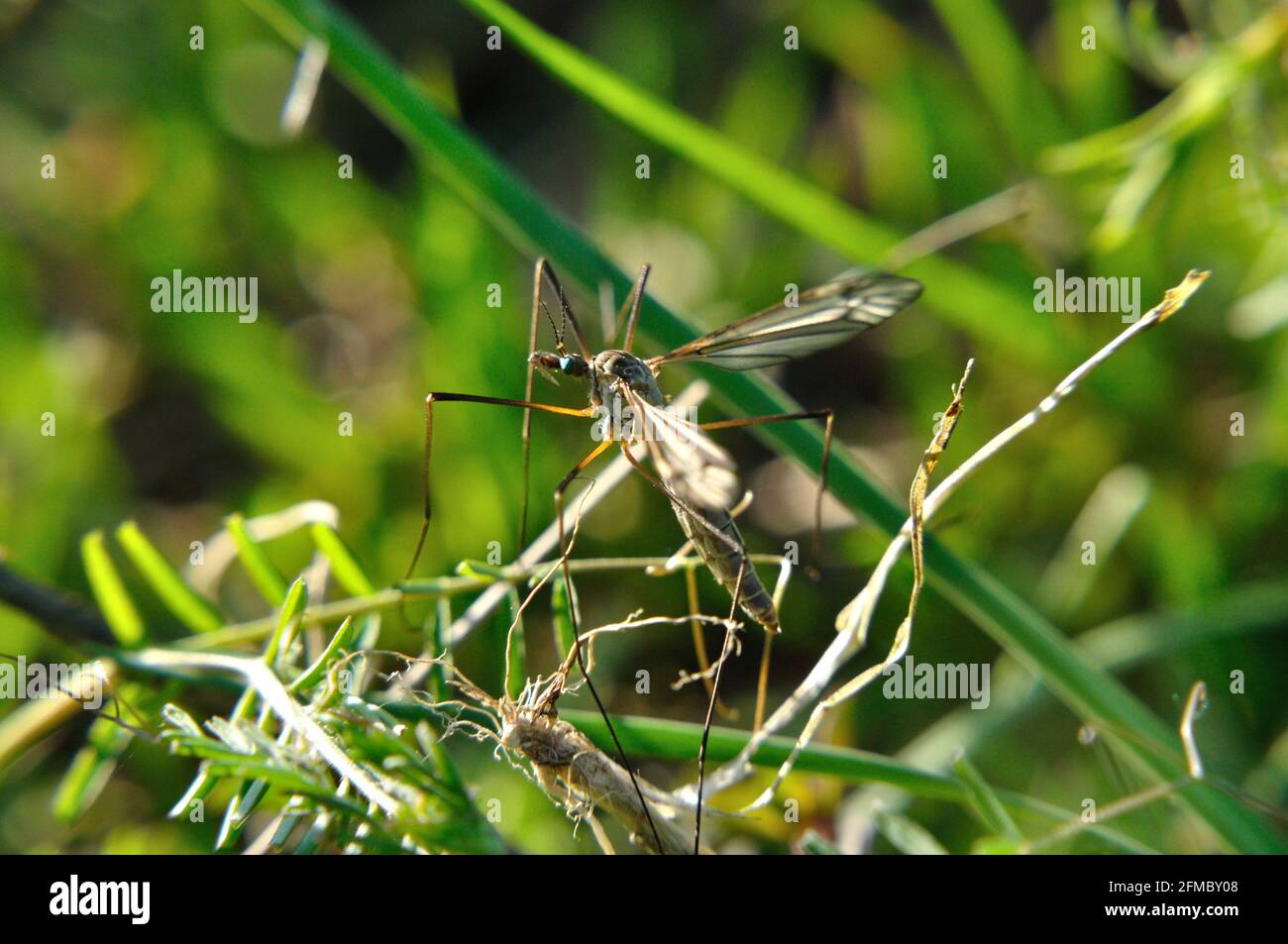 Schnake (Tipula lunata) auf einerPflanze im Naturschutzgebiet ...