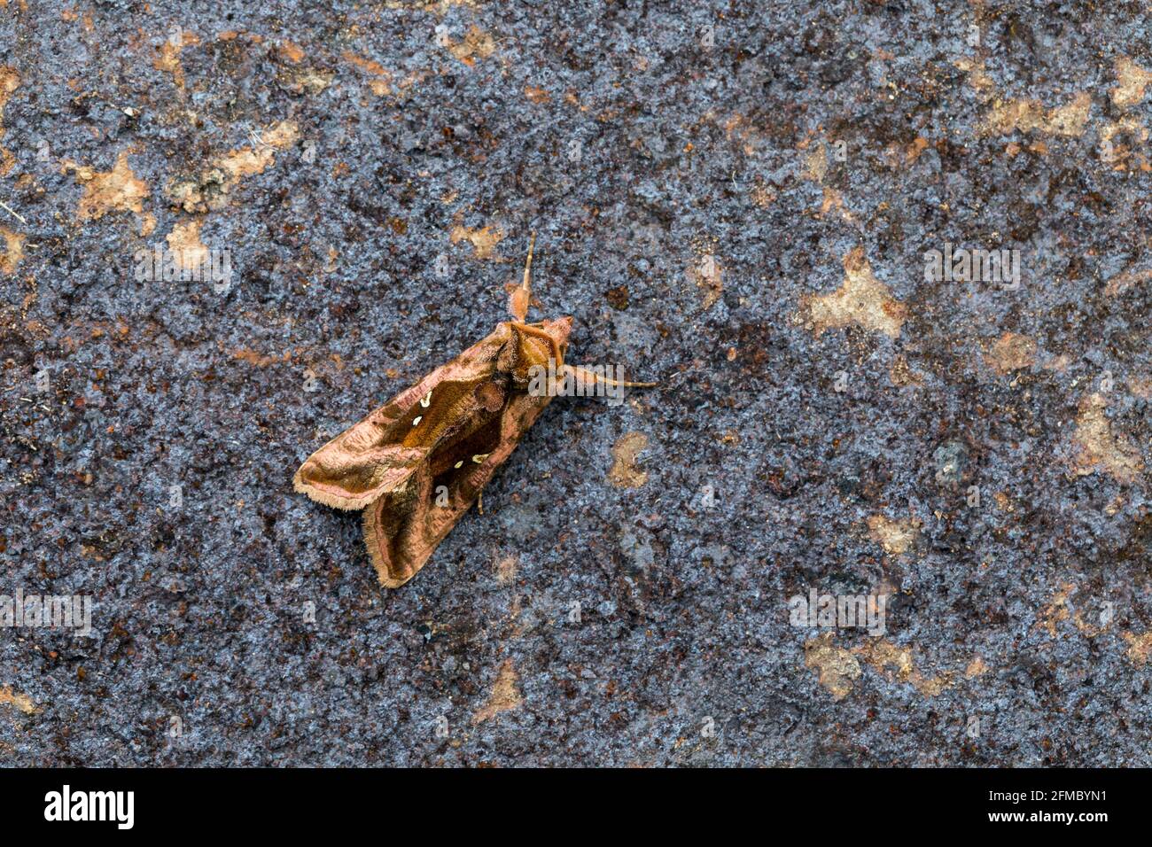 Plain Golden Y Moth; Autographa jota; With Gold Reflector; UK Stock ...