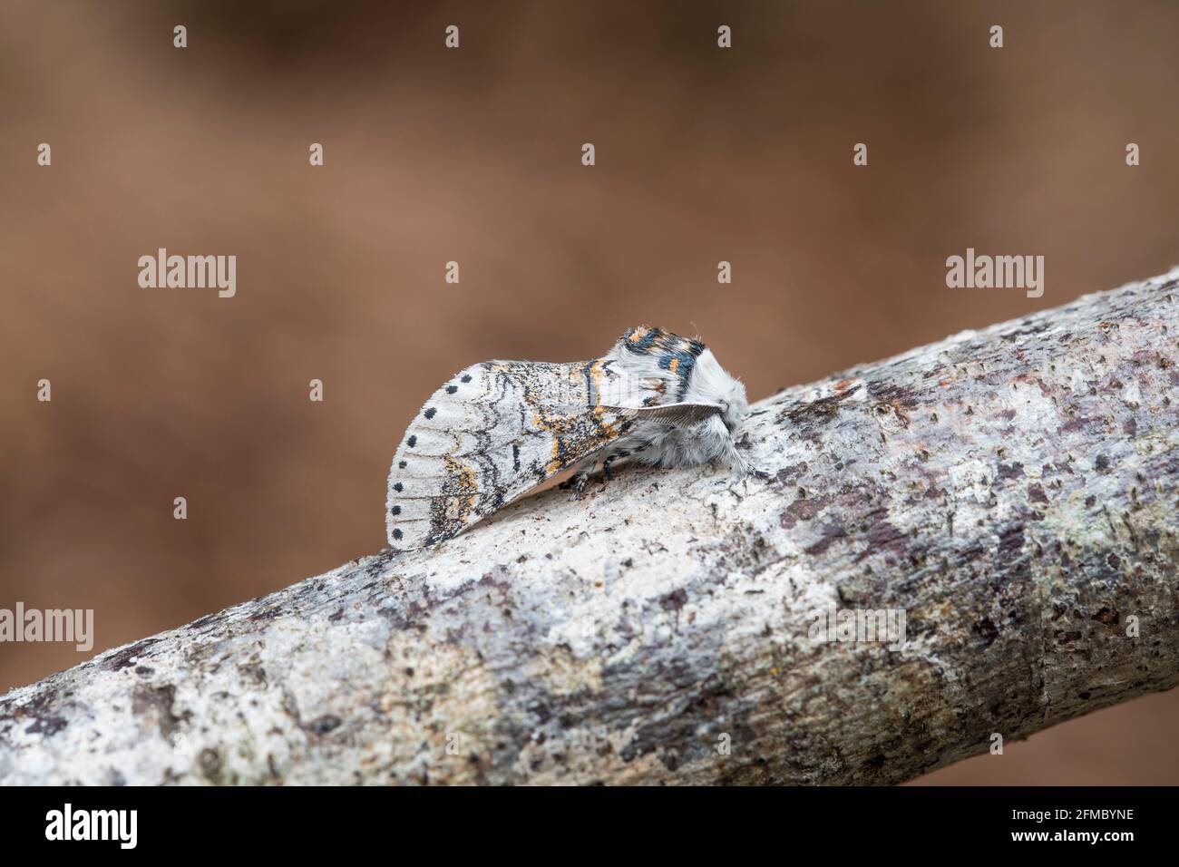Poplar Kitten Moth; Furcula bifida; on Branch; UK Stock Photo - Alamy