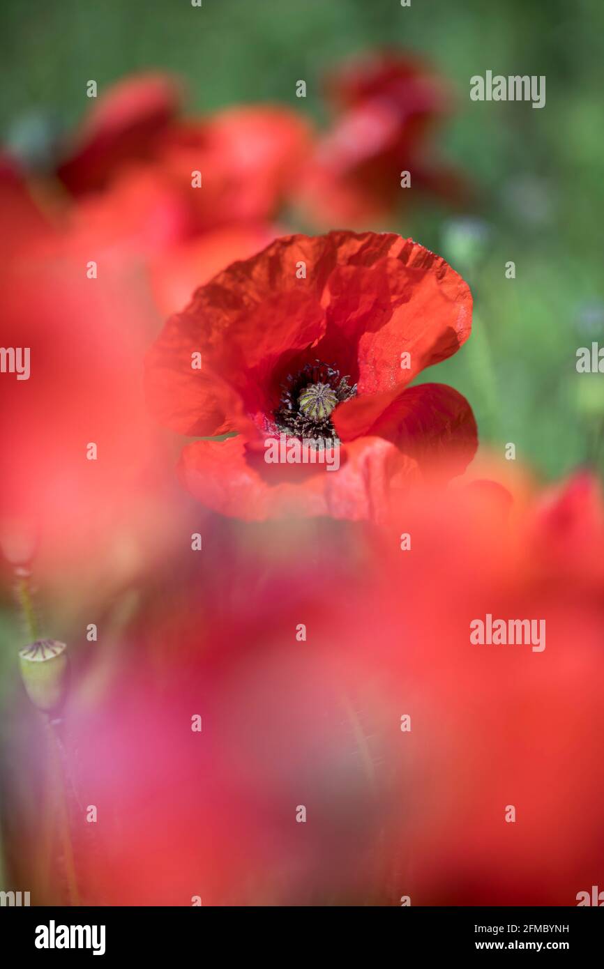Poppies; Cornwall; UK Stock Photo - Alamy