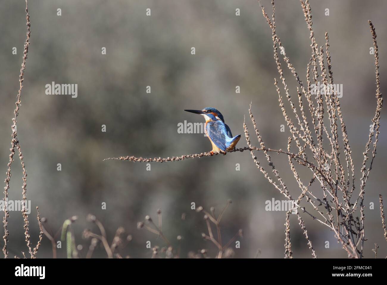 European common kingfisher. Douro river border, north of Portugal Stock ...