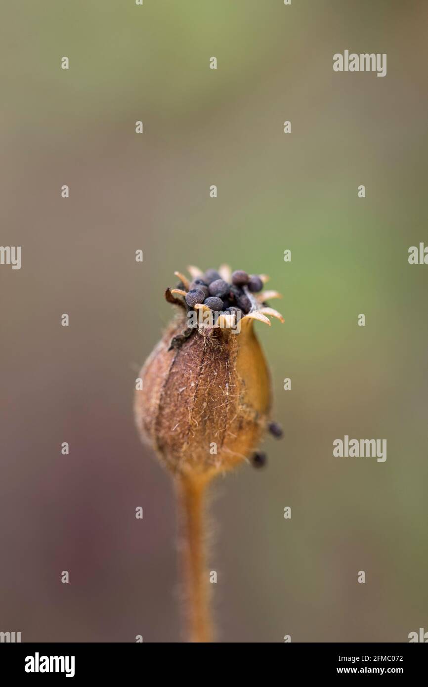 Red Campion Seed Head; Silene dioica; UK Stock Photo - Alamy