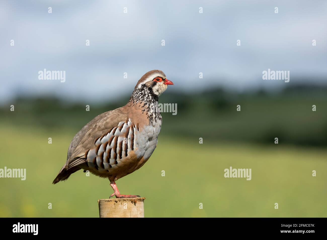 Red Legged Partridge; Alectoris rufa; Standing on Fence Post; UK Stock ...