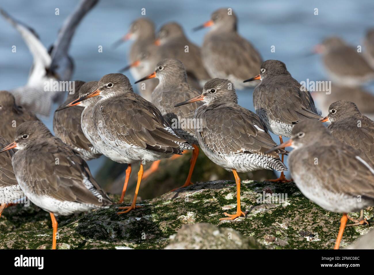 Wader Flock Uk High Resolution Stock Photography and Images - Alamy