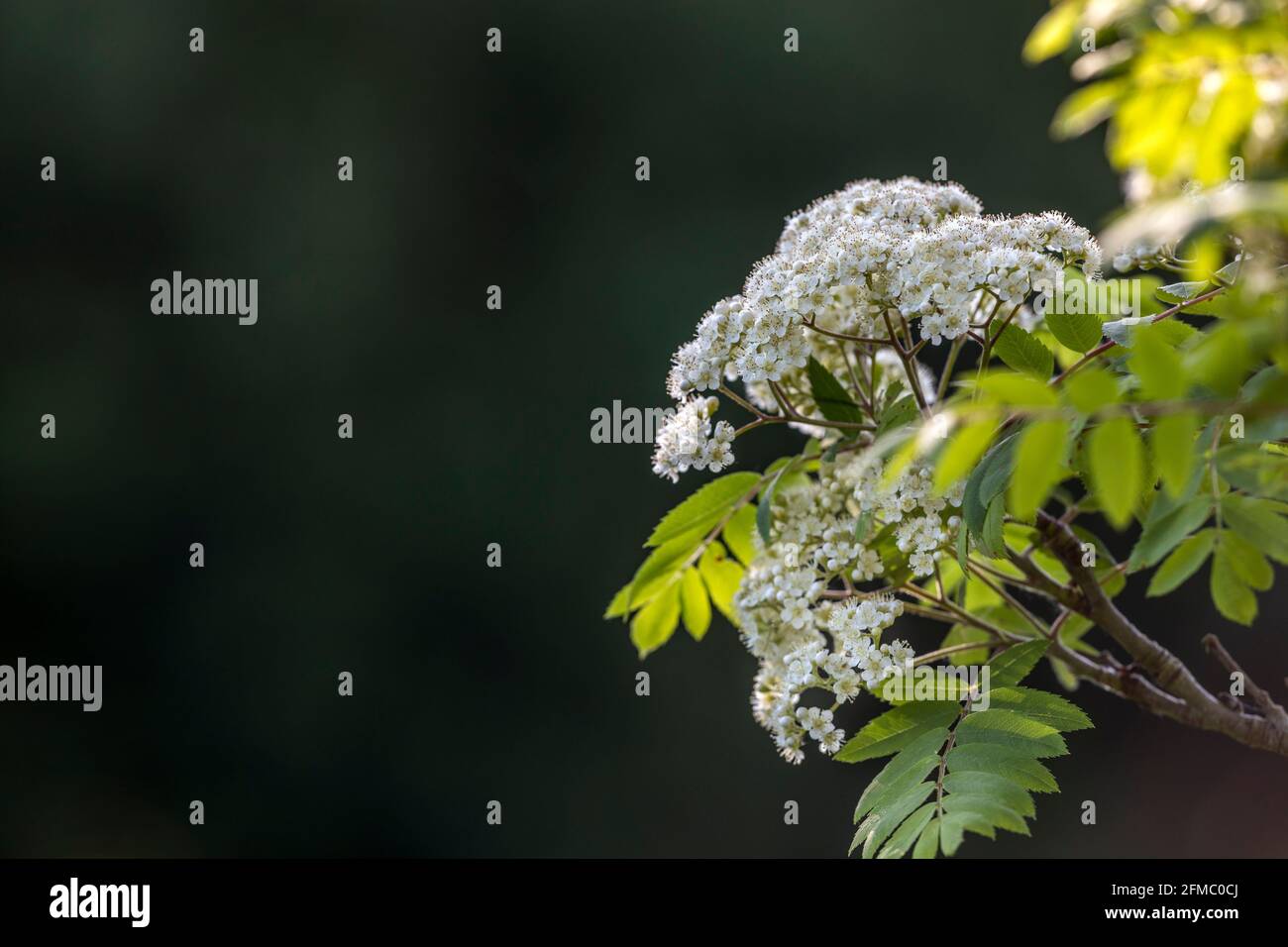 Rowan tree flower hi-res stock photography and images - Alamy