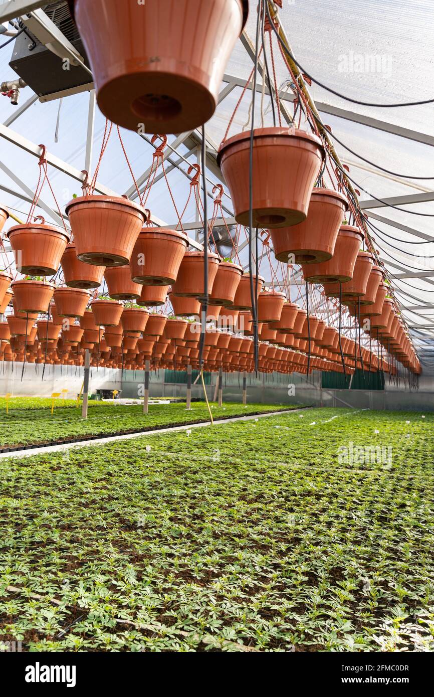 Greenhouse: hothouse with seedling grow in plant nursery. Agriculture ...