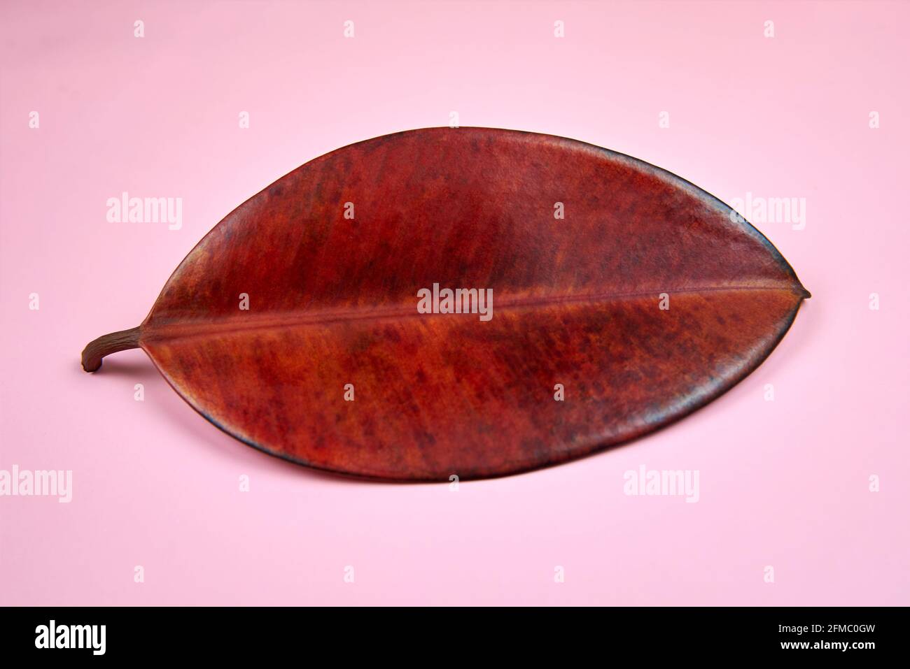 Red leaf of ficus robusta on pink background, minimalism concept Stock ...