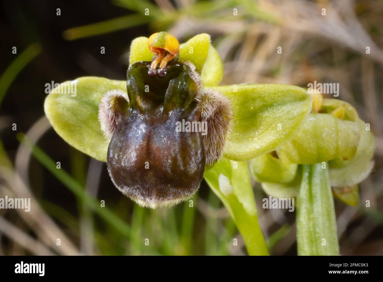 Green and brown flower of Ophrys bombiliflora, the bumble bee orchid, a ...