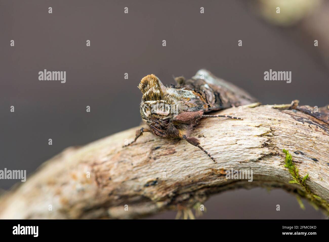 The spectacle hi-res stock photography and images - Alamy