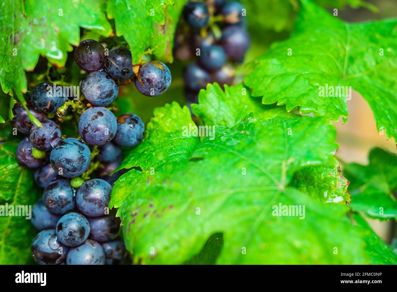 Grape trees hi-res stock photography and images - Alamy