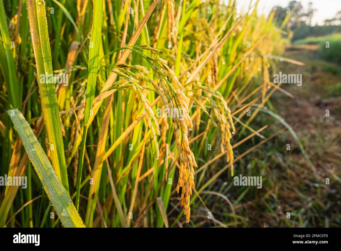 Close up rice plants yield ripening growing waiting for harvest Stock ...