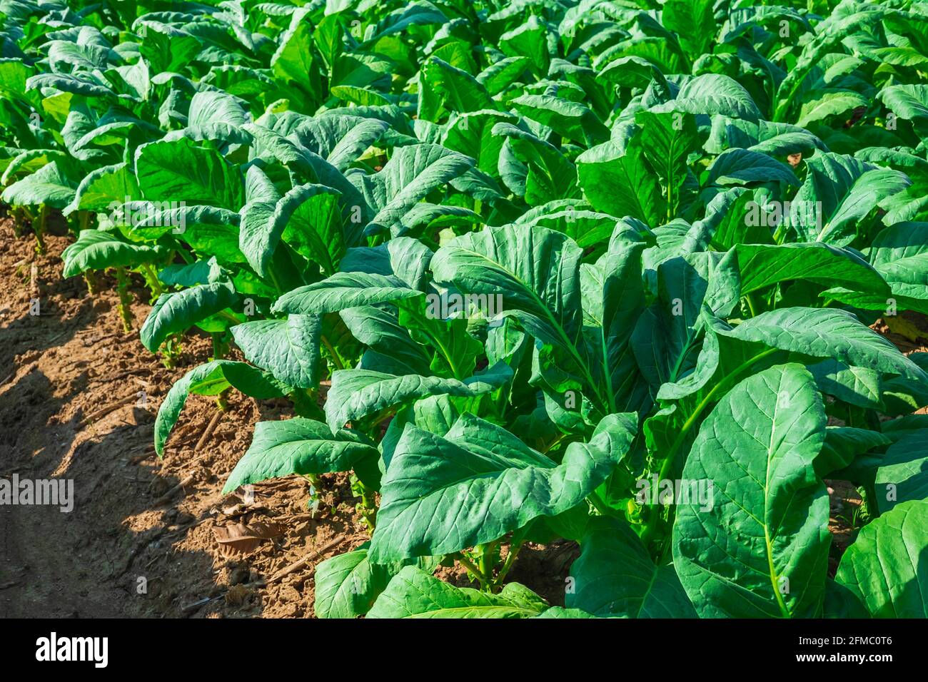 Raw tobacco hi-res stock photography and images - Alamy