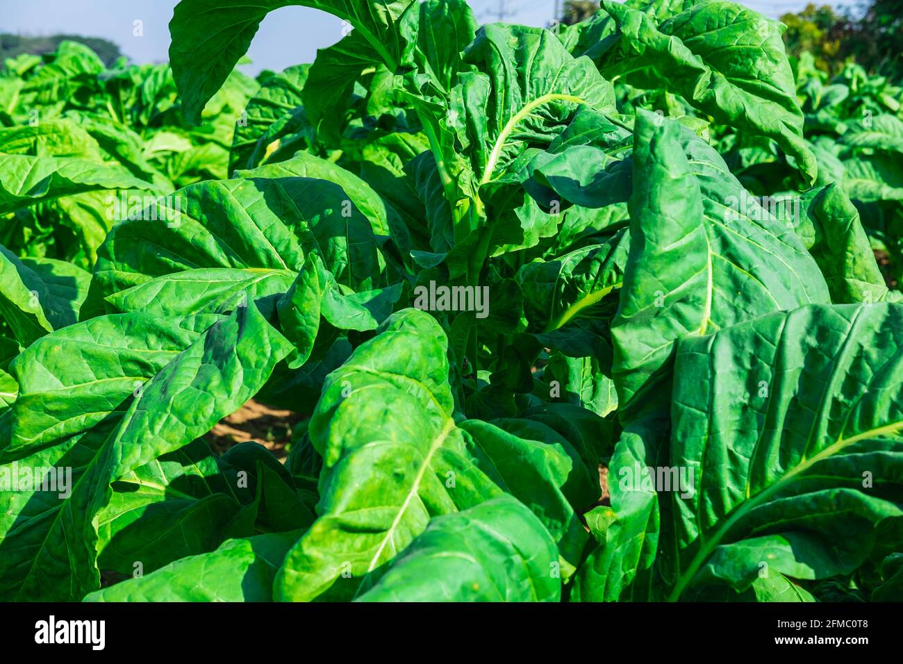 Raw tobacco leaves in tobacco farms Stock Photo - Alamy