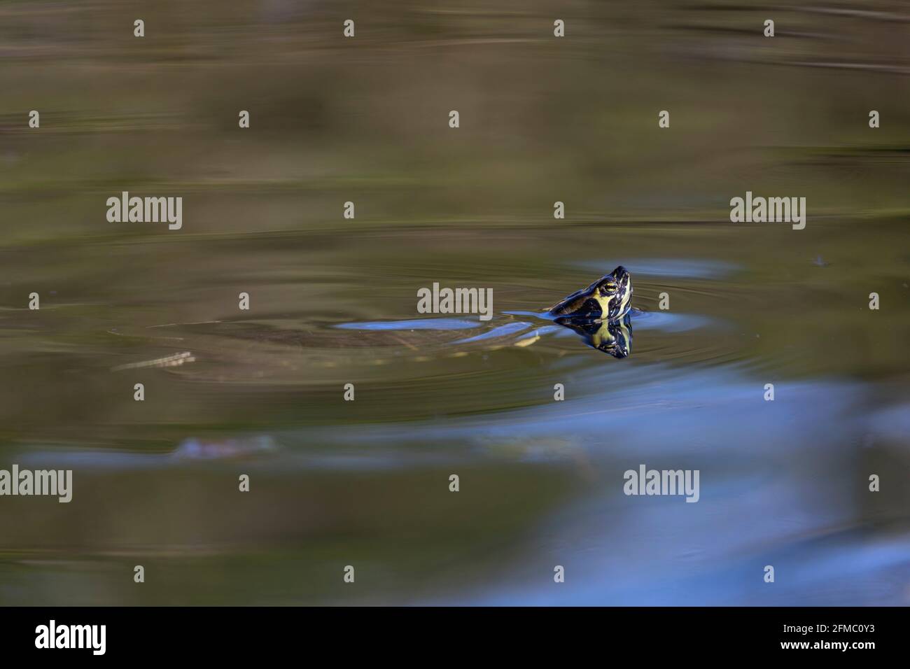 Yellow bellied slider turtle hi-res stock photography and images - Alamy