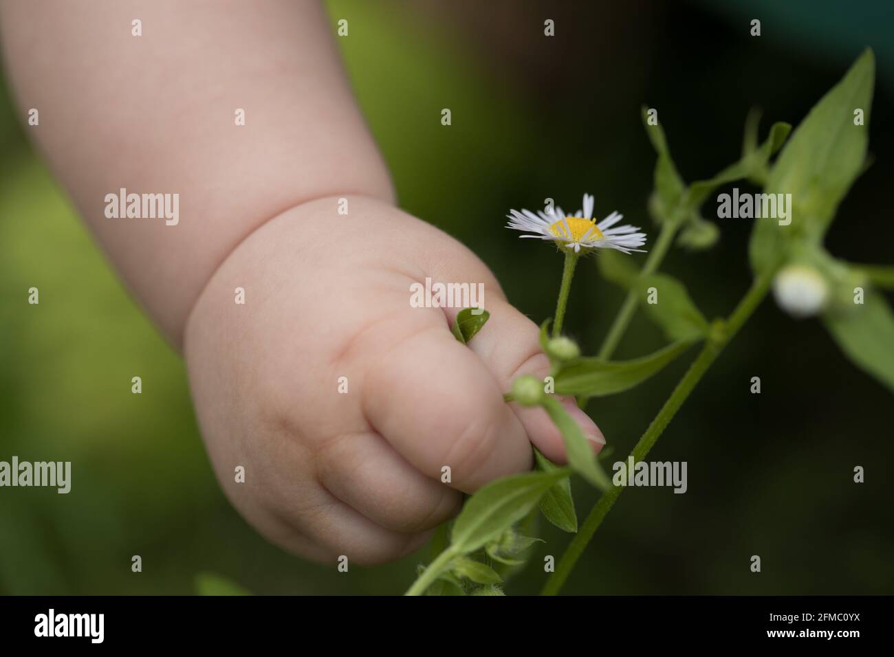 Hand of a child picking a daisy flower Stock Photo - Alamy