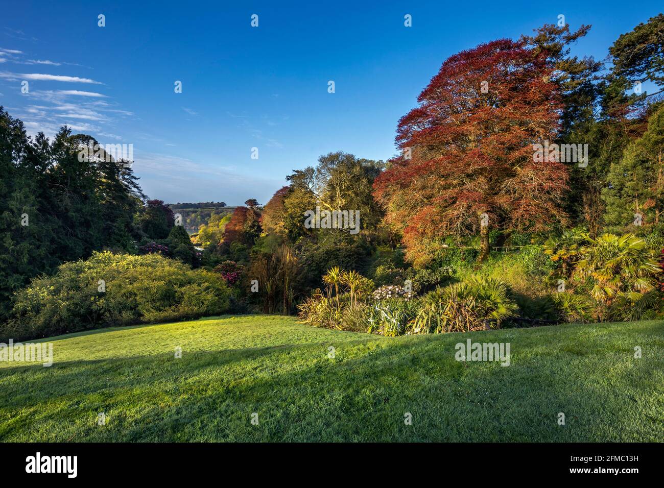 Trebah Garden; Spring; Cornwall; UK Stock Photo - Alamy