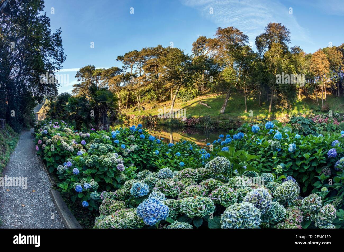 Trebah Garden; Hydrangeas; Cornwall; UK Stock Photo - Alamy