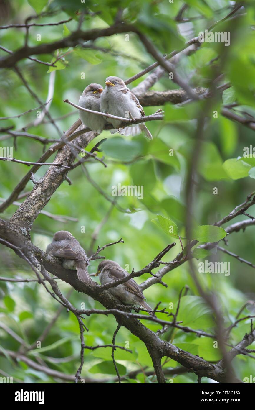 4 sparrow chicks sitting in a tree and waiting for their mother (Passer ...