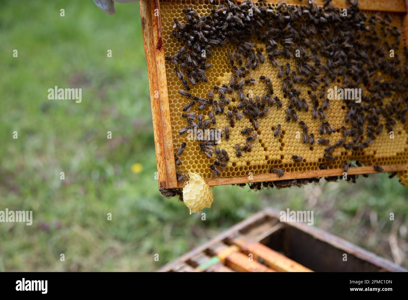 Brood frames from a bee hive being removed for inspection showing ...