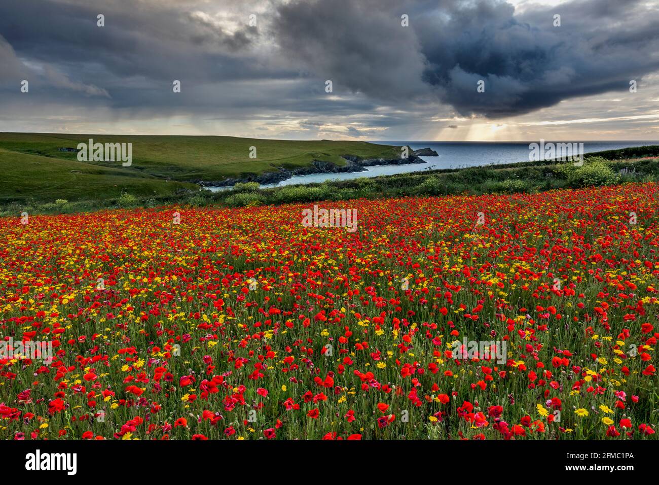 West Pentire; Corn Marigolds and Poppies in Flower; Summer; Cornwall ...