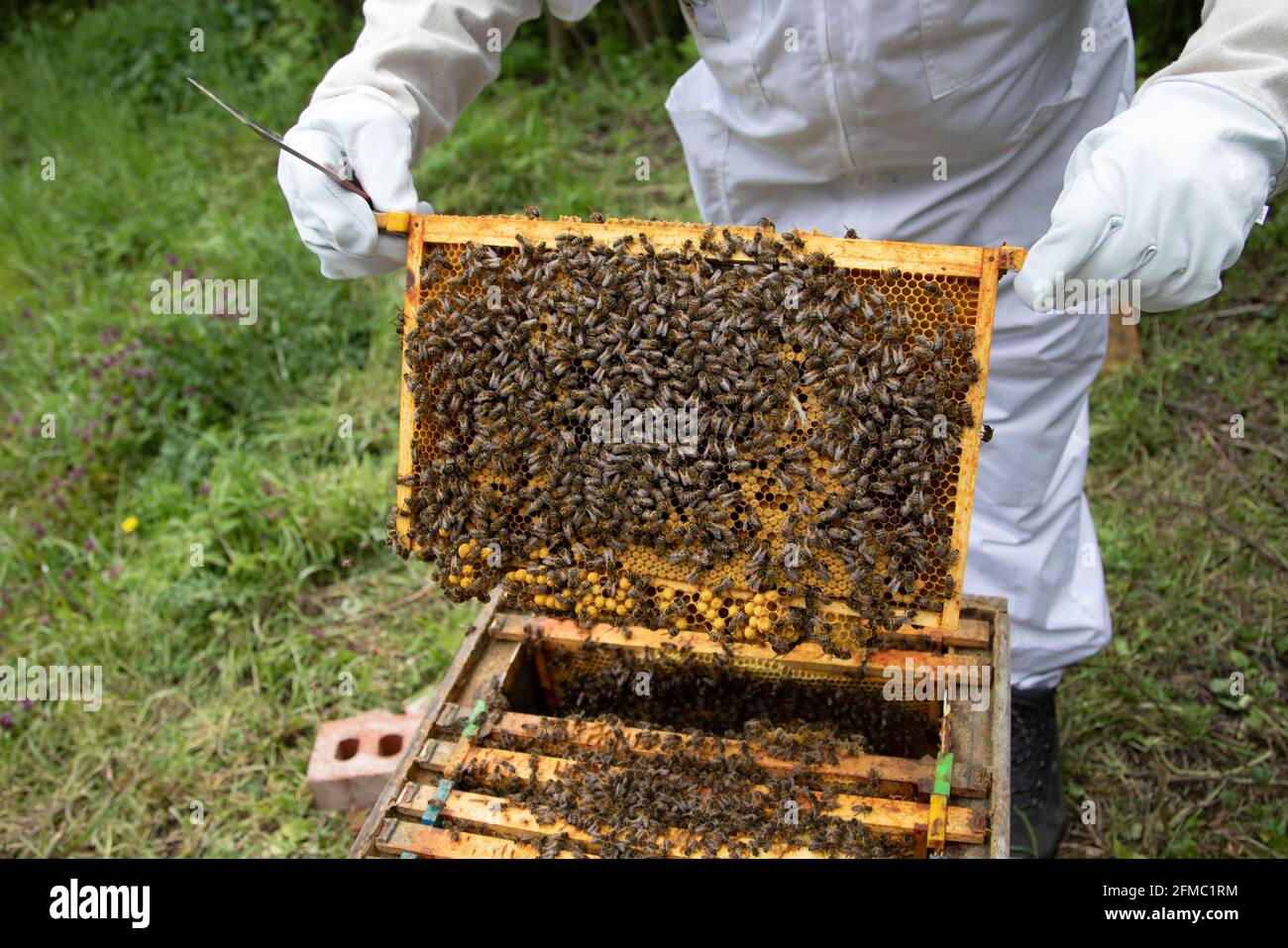 Brood frames from a bee hive being removed for inspection showing ...