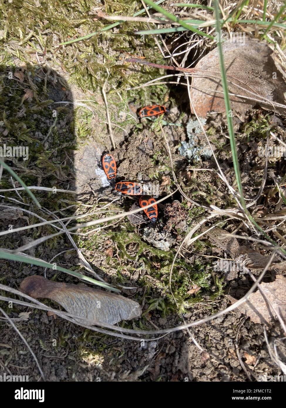 Pyrrhocoris apterus fly hi-res stock photography and images - Alamy