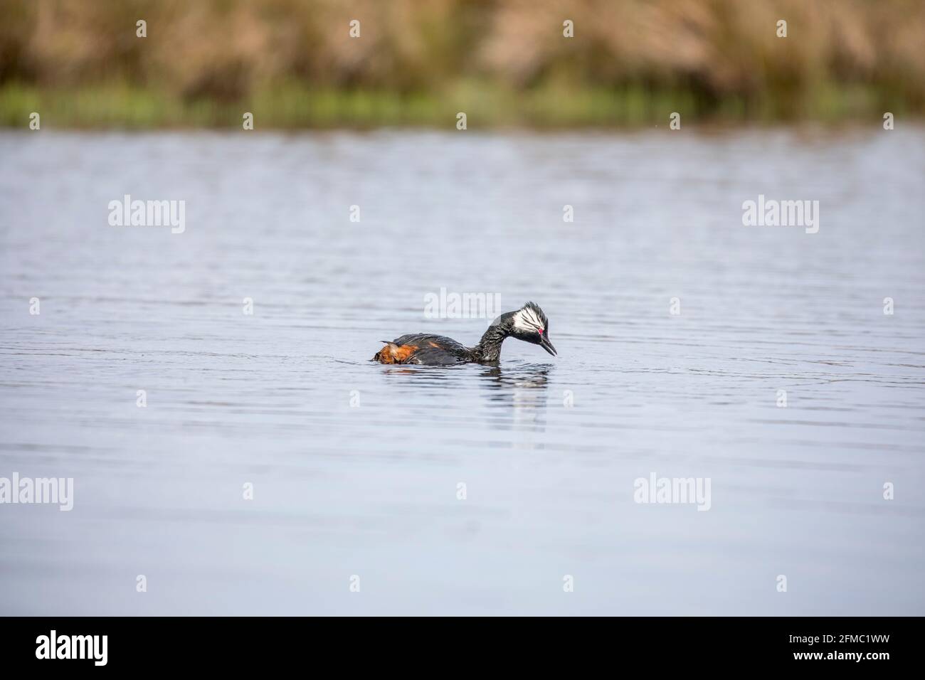 White Tufted Grebe; Rollandia rolland; Falklands Stock Photo - Alamy