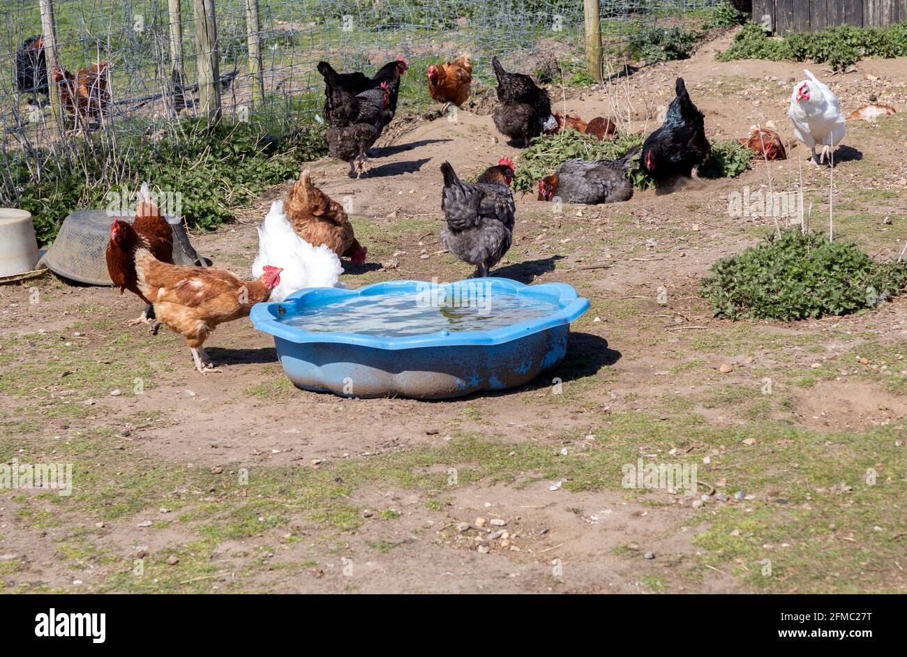 Chicken flock suffolk hi-res stock photography and images - Alamy