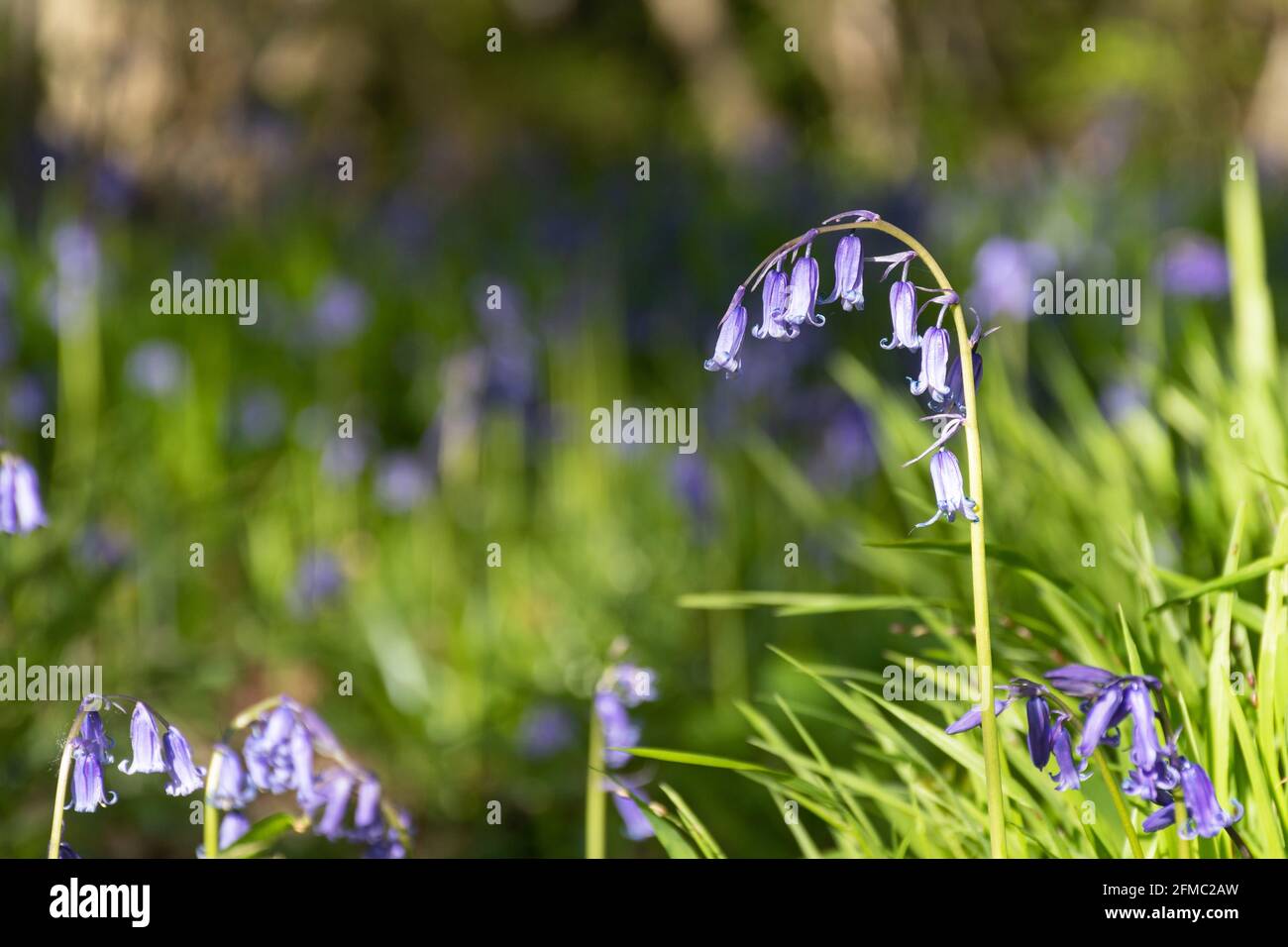English bluebells (Hyacinthoides non-scripta) in woodland in Hampshire ...