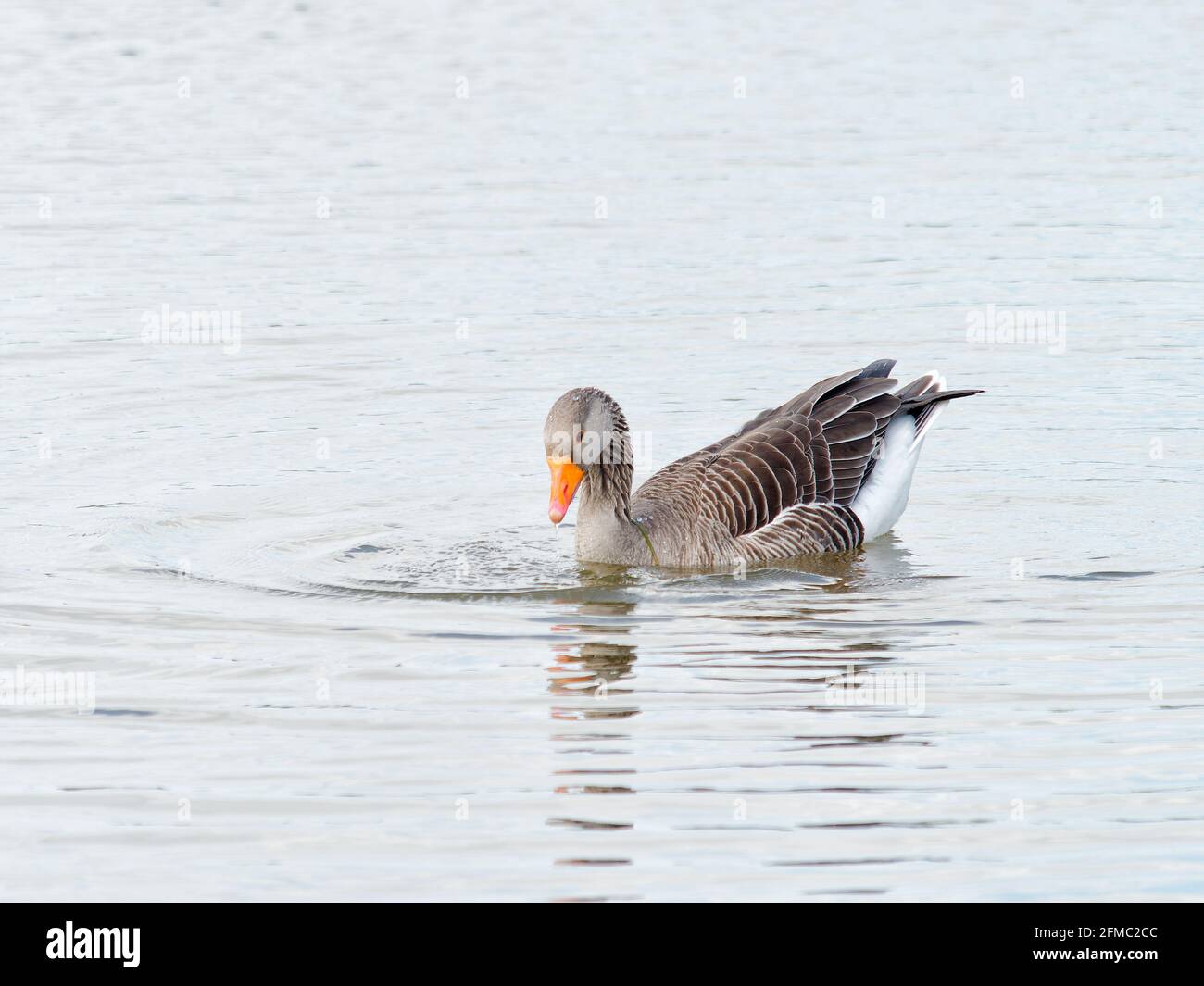 Grelag hi-res stock photography and images - Alamy