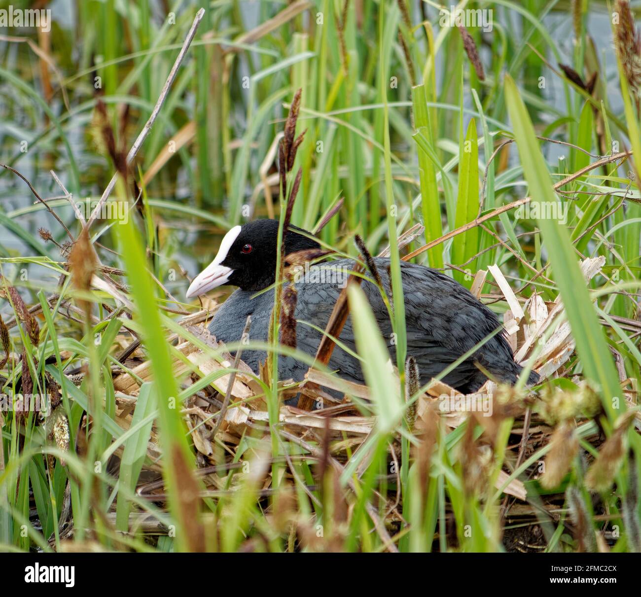 Coo sitting on the nest Stock Photo - Alamy