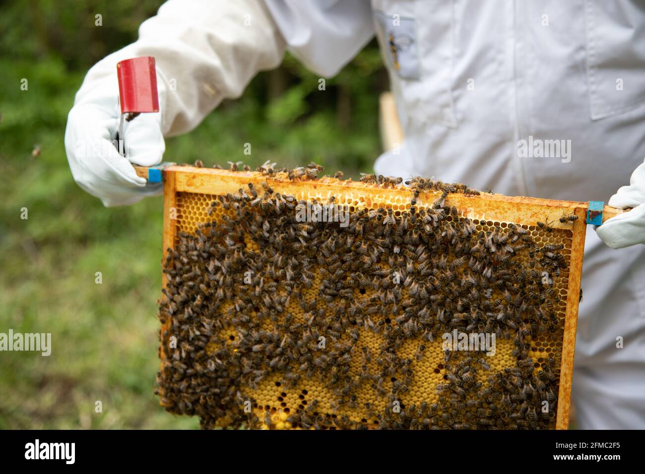 Brood frames from a bee hive being removed for inspection showing ...