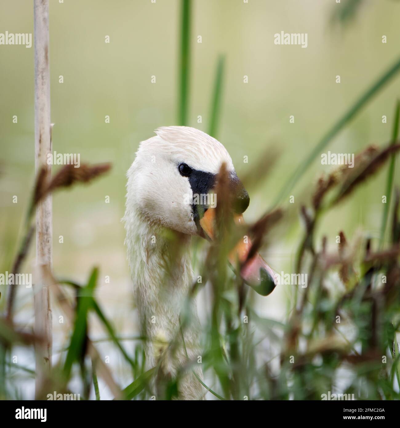 Mute swan peering through a reed bed Stock Photo - Alamy