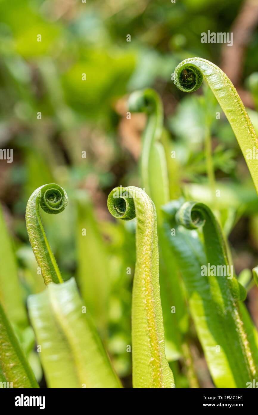Hart’s tongue fern hi-res stock photography and images - Alamy