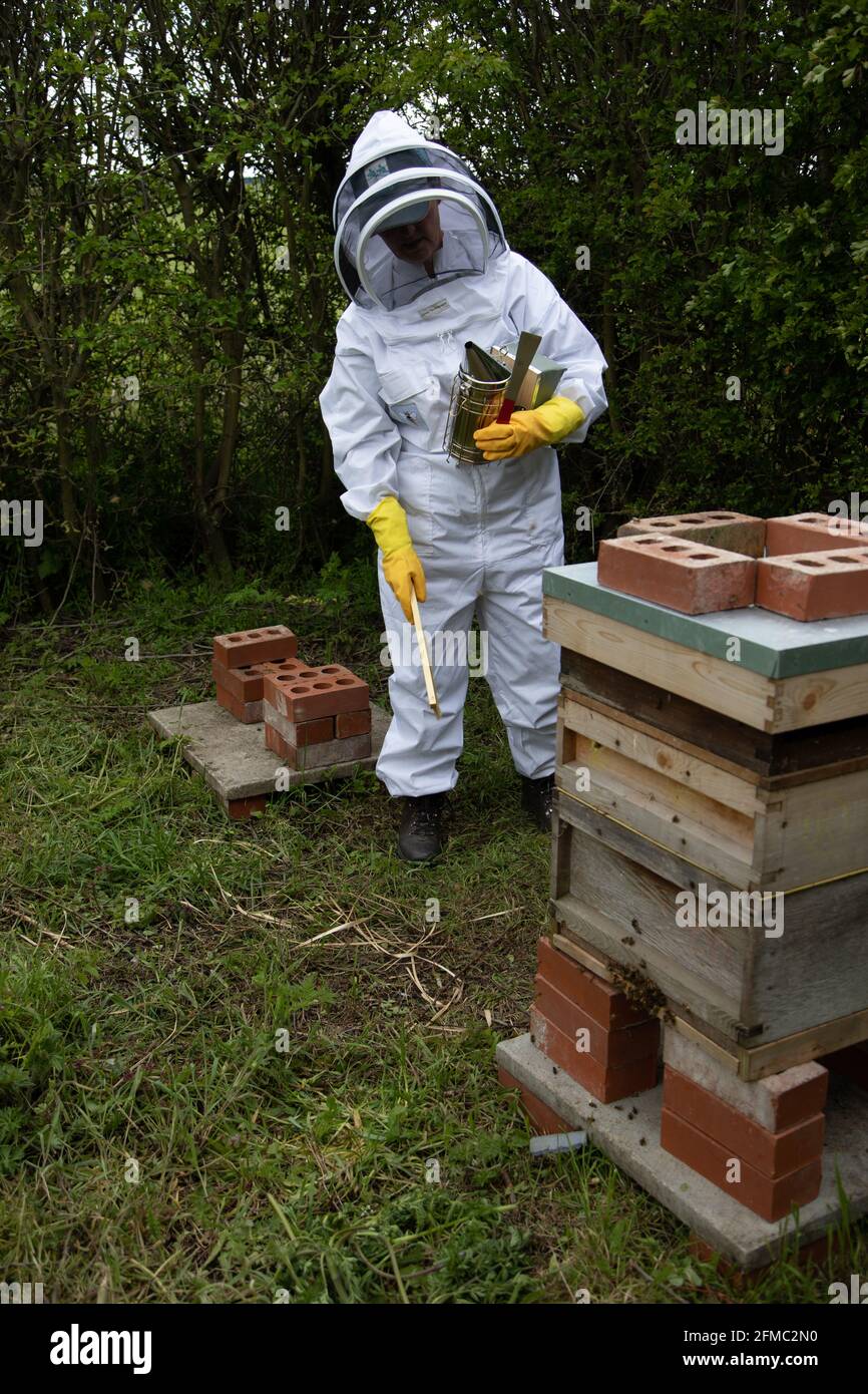 Female beekeeper working at a British Standard National hive Stock ...