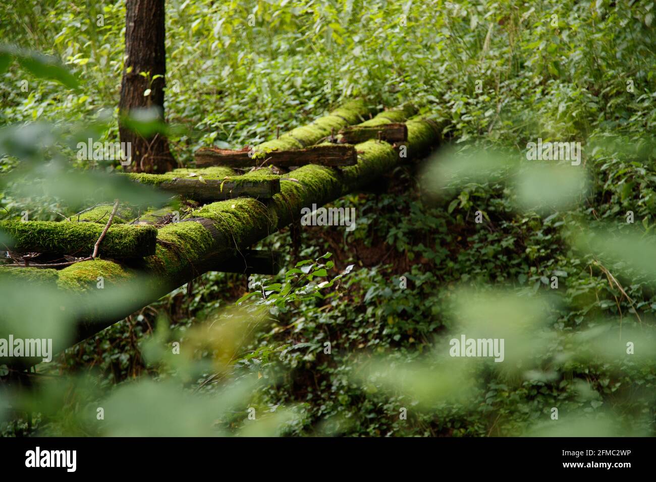 Old mossy bridge in forest hi-res stock photography and images - Alamy