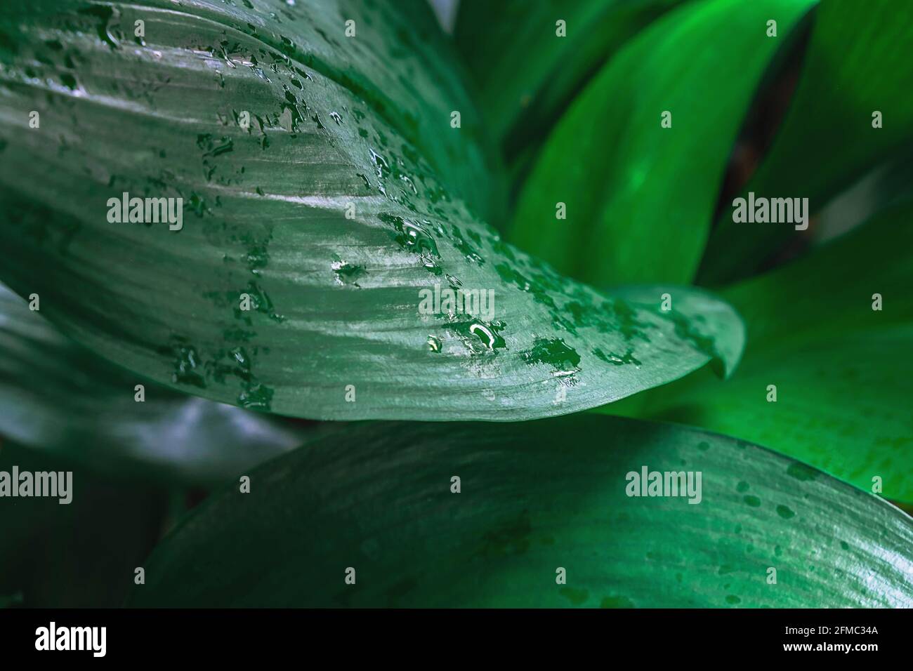 Green leaf background Stock Photo - Alamy