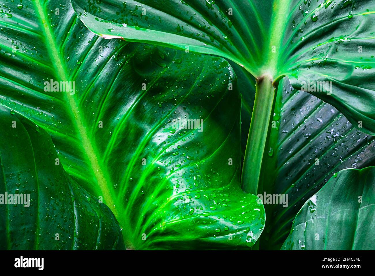 Green leaf background Stock Photo - Alamy
