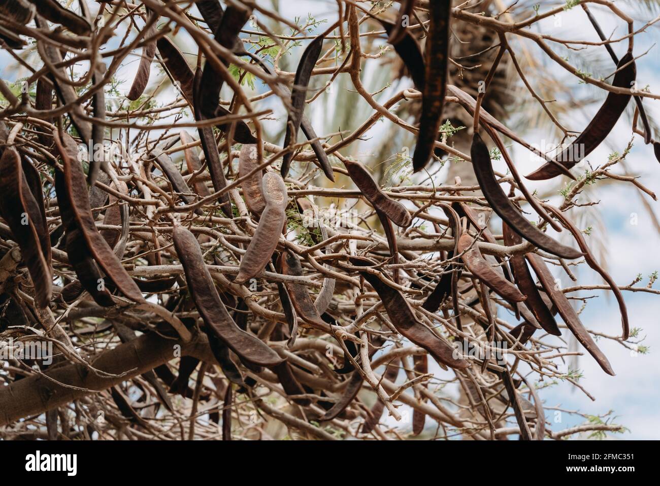 Late afternoon capture of carob tree plant with brown ripe carobs ...