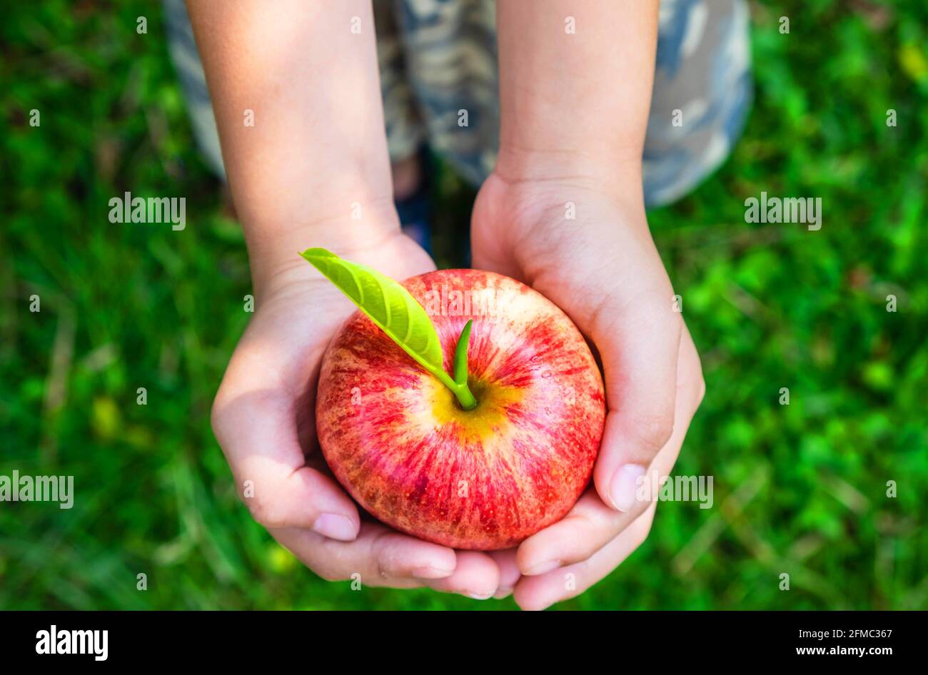 Fresh apple fruit in hand Stock Photo - Alamy