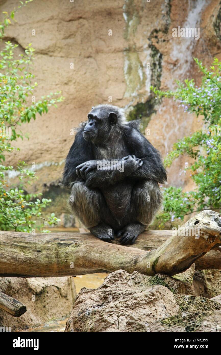 Monkey in Loro Park in Puerto de la Cruz. Tenerife. Spain Stock Photo ...