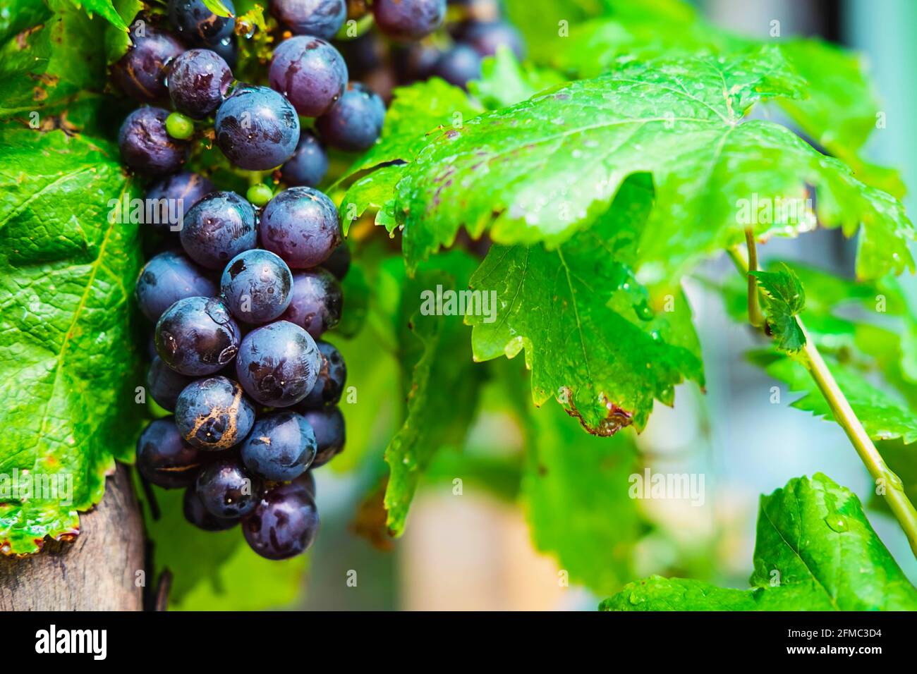 Grape trees hi-res stock photography and images - Alamy