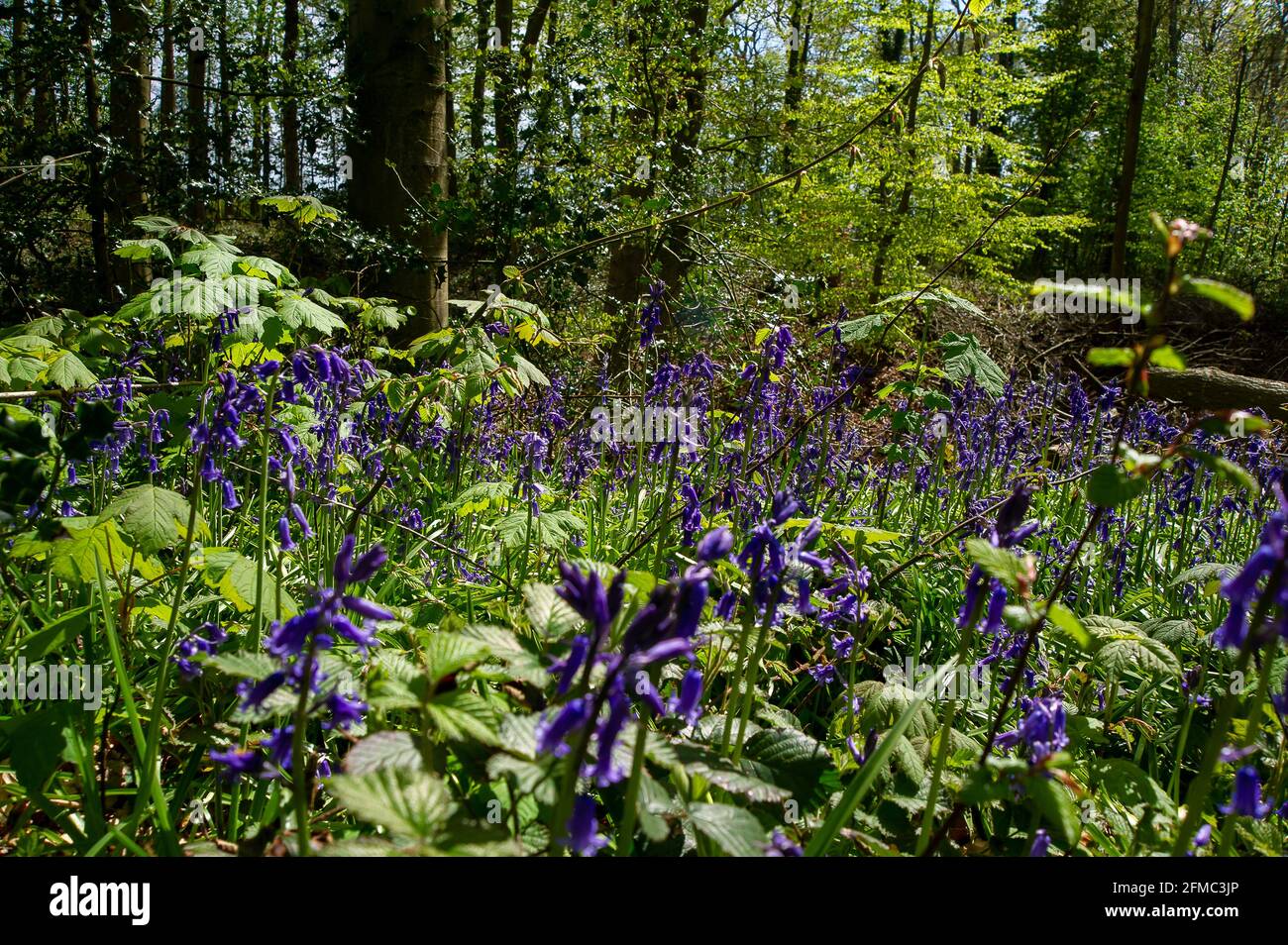 Wendover, Buckinghamshire, UK. 7th May, 2021. Beautiful bluebell ...