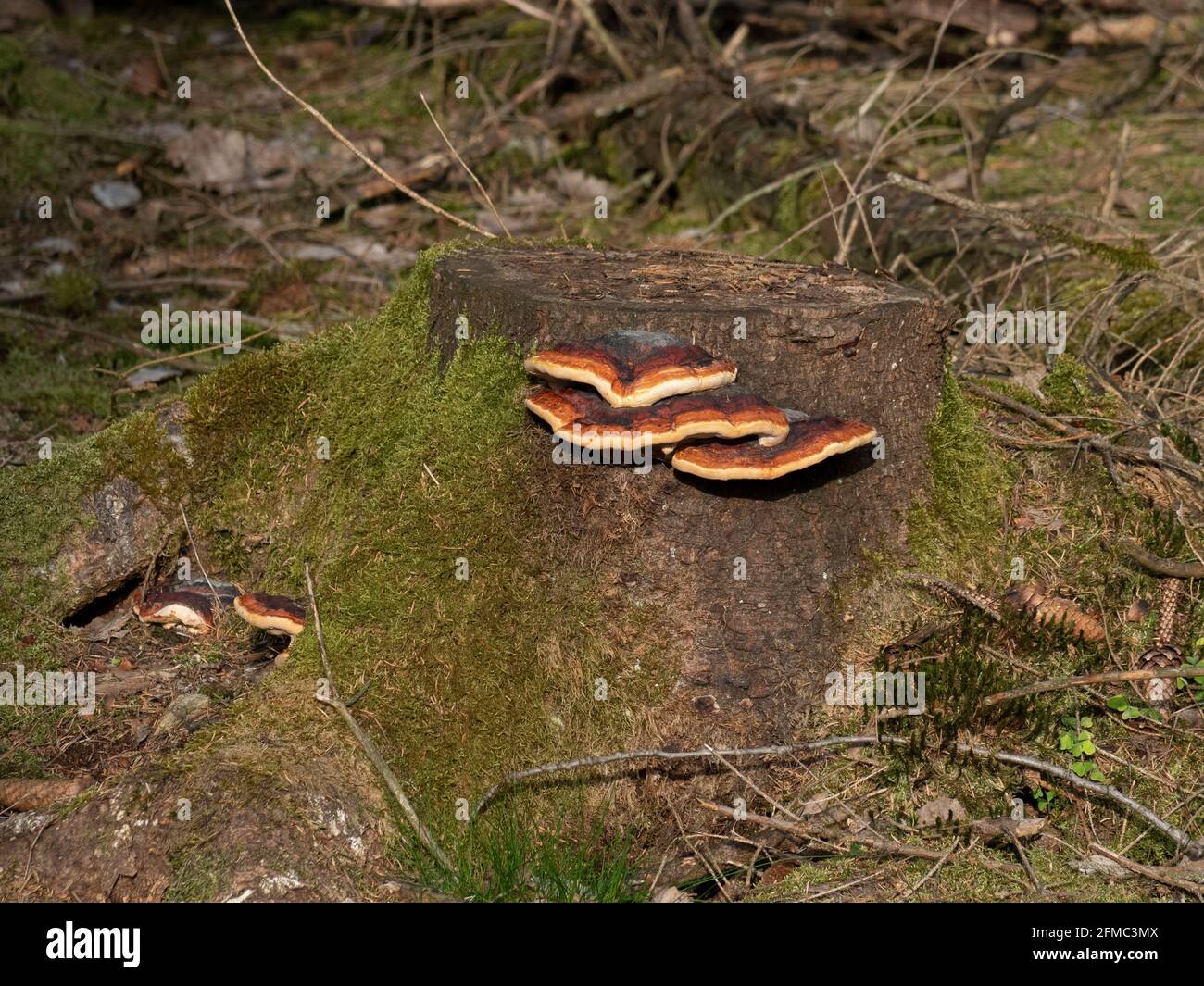 The Red Banded Polypore (Fomitopsis pinicola) is an inedible mushroom ...