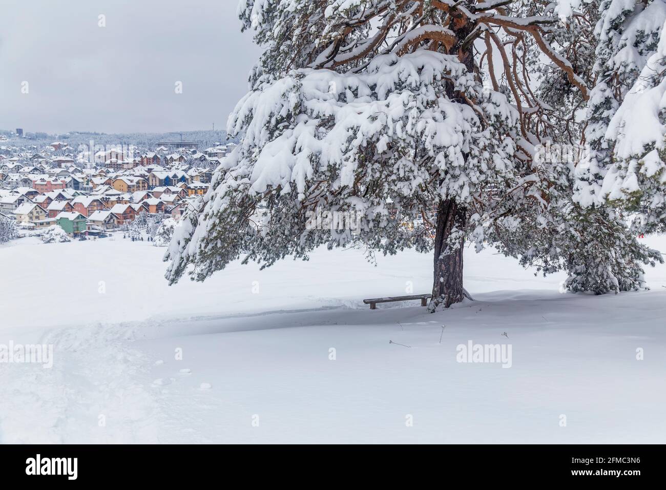 Wooden bench under tree at peaceful hill in winter. Winter scene at a ...