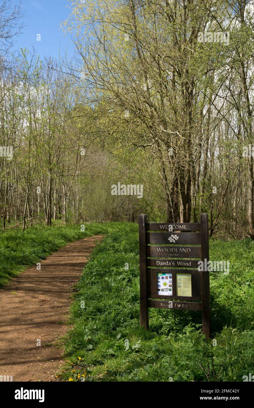Daeda`s Wood in spring, near Deddington, Oxfordshire, England, UK Stock ...