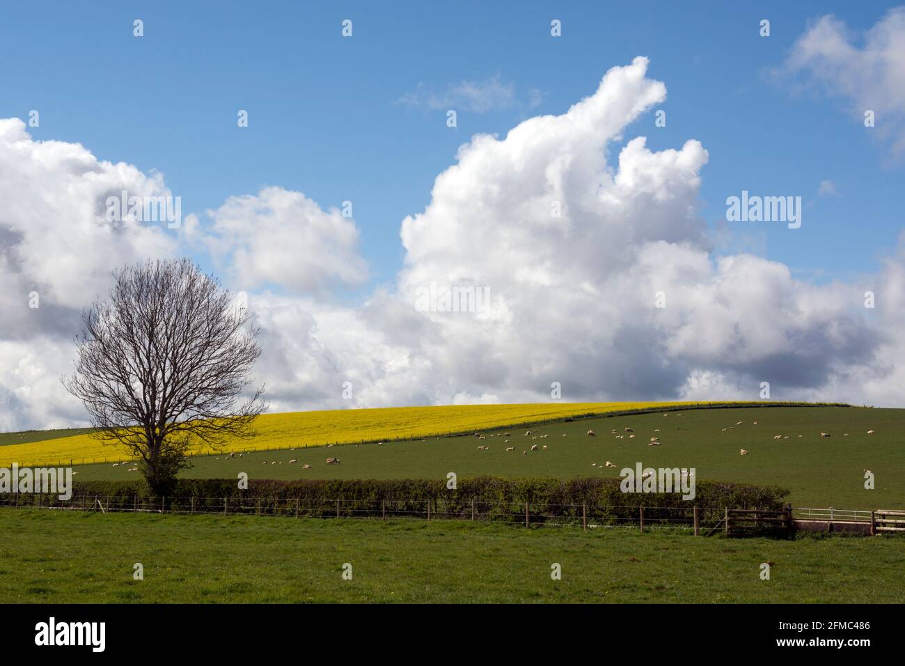 Oxfordshire farm landscape in spring with sheep and oilseed rape ...