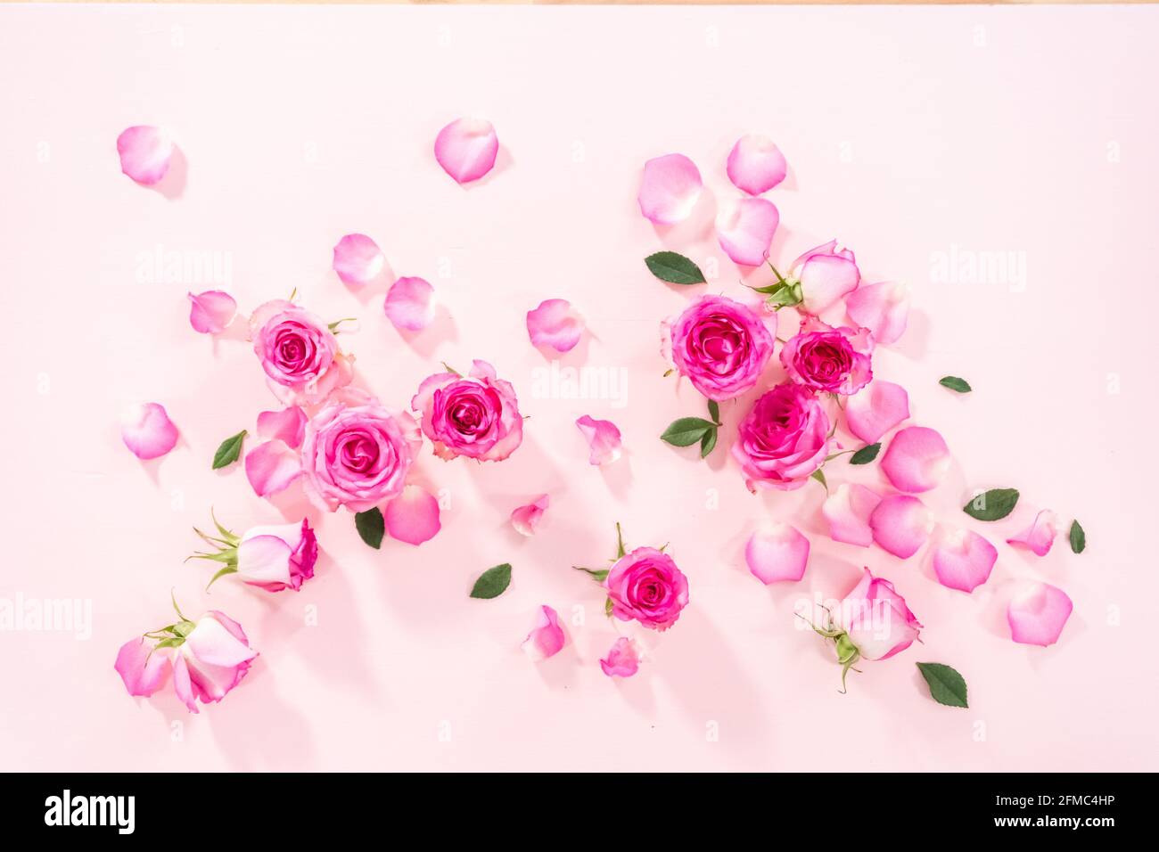 Flat lay. Pink roses and rose petals on a pink background Stock Photo ...