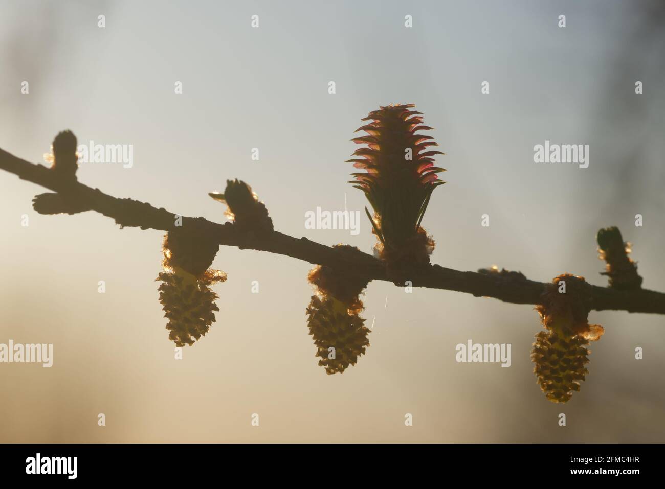 Young ovulate and pollen cones of larch tree in spring, beginning of ...