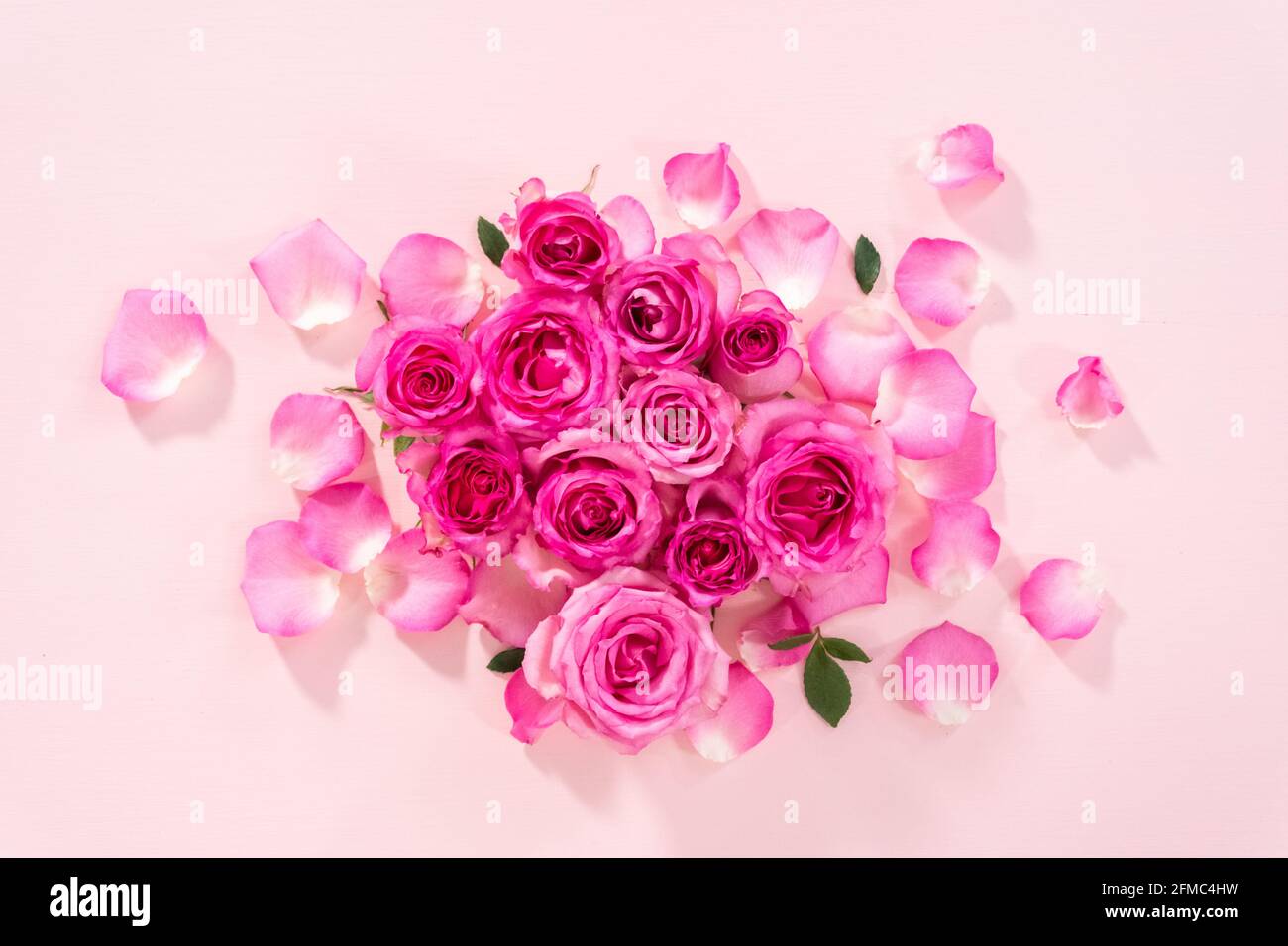 Flat lay. Pink roses and rose petals on a pink background Stock Photo ...